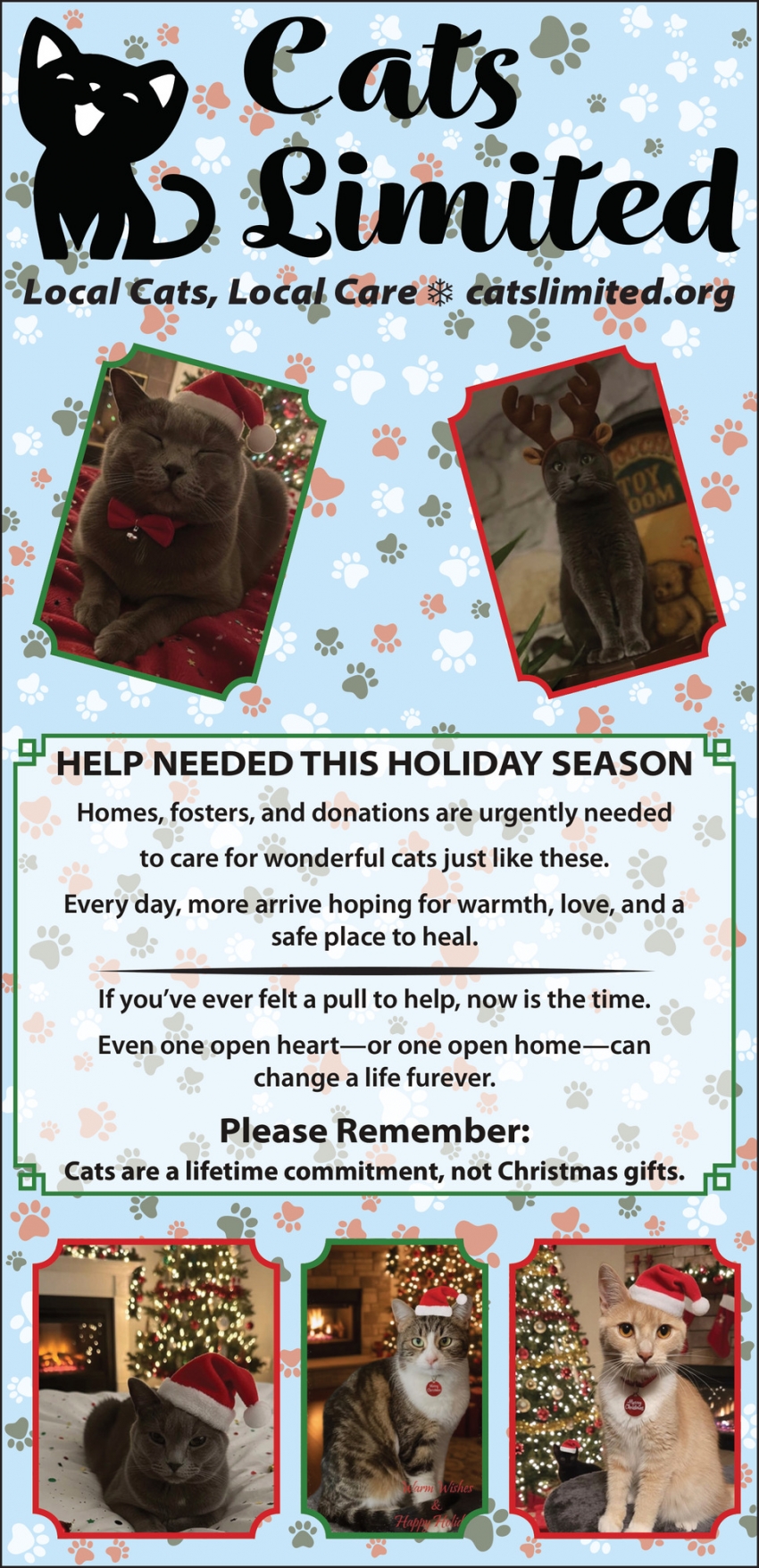 Local Cats, Local Care, Cats Limited